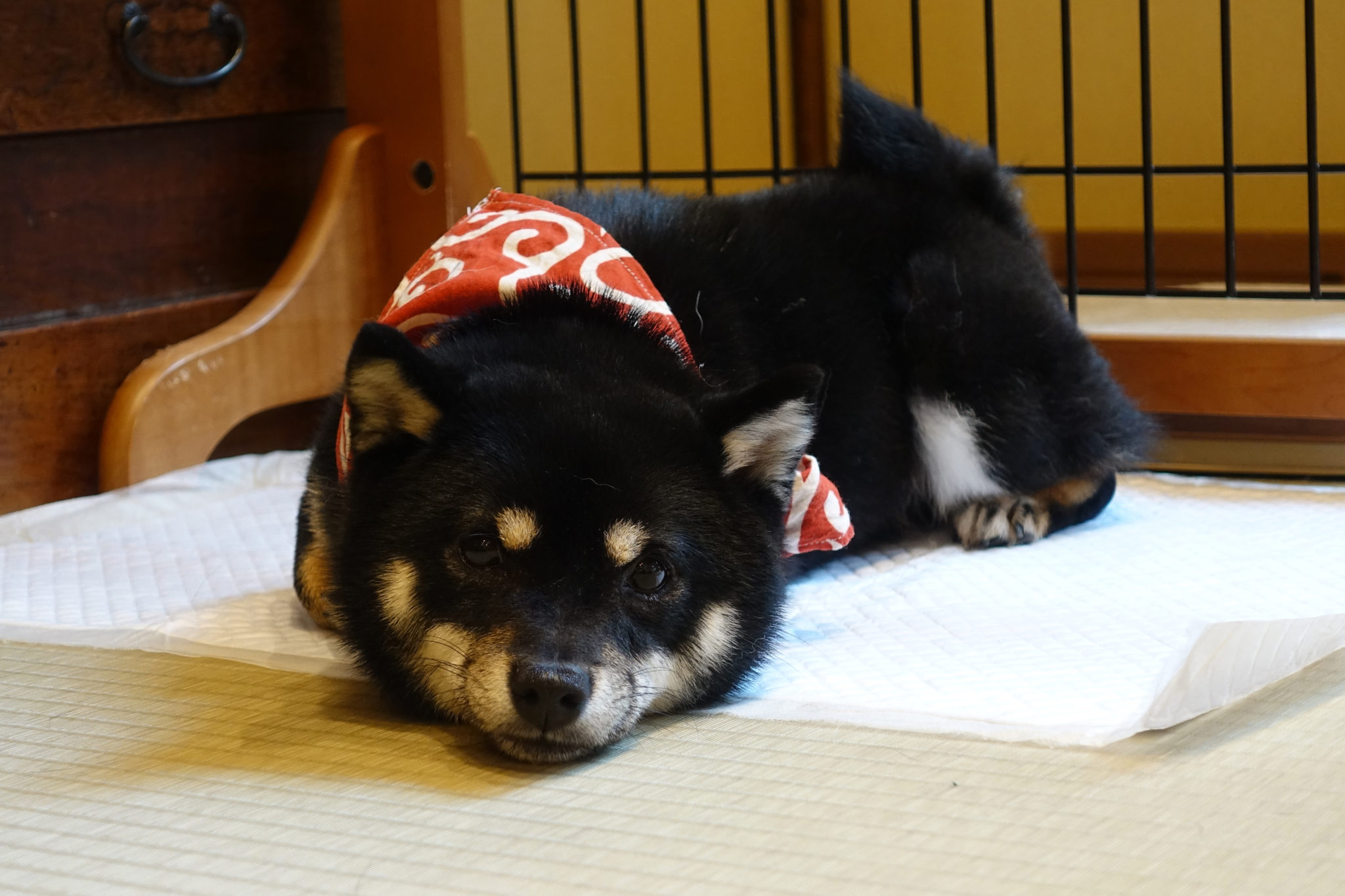 Mameshiba Cafe - MX Chronicles