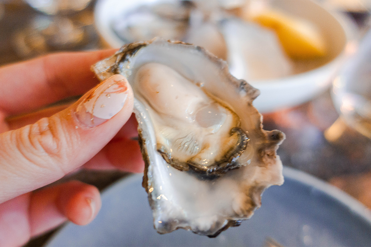 Monopole - MX Chronicles